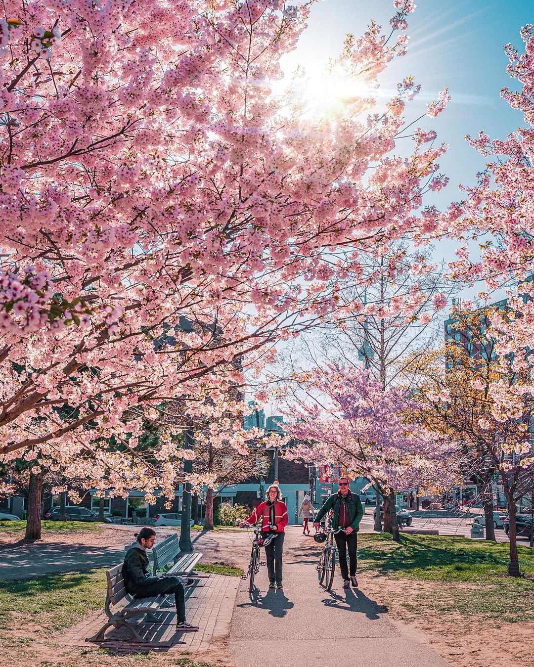 Cherry Blossoms In High Park, Toronto Has Begun To Bloom - Culturemagazin®