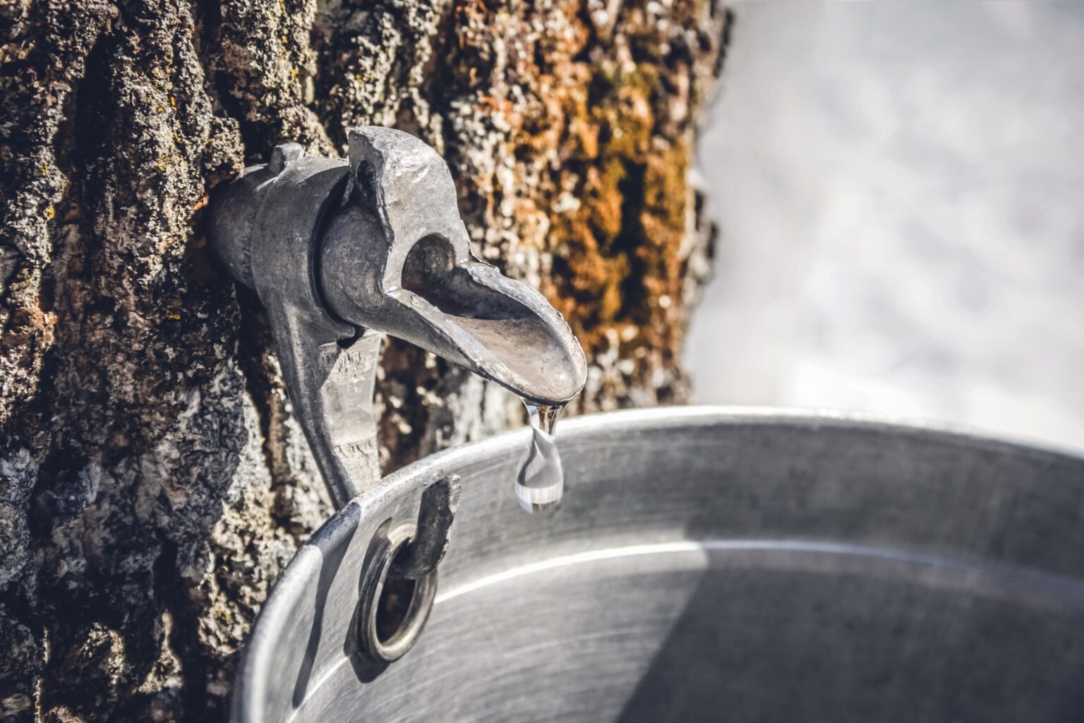 Discovering Canada’s Industries and Culture: Maple Syrup - Culturemagazin®