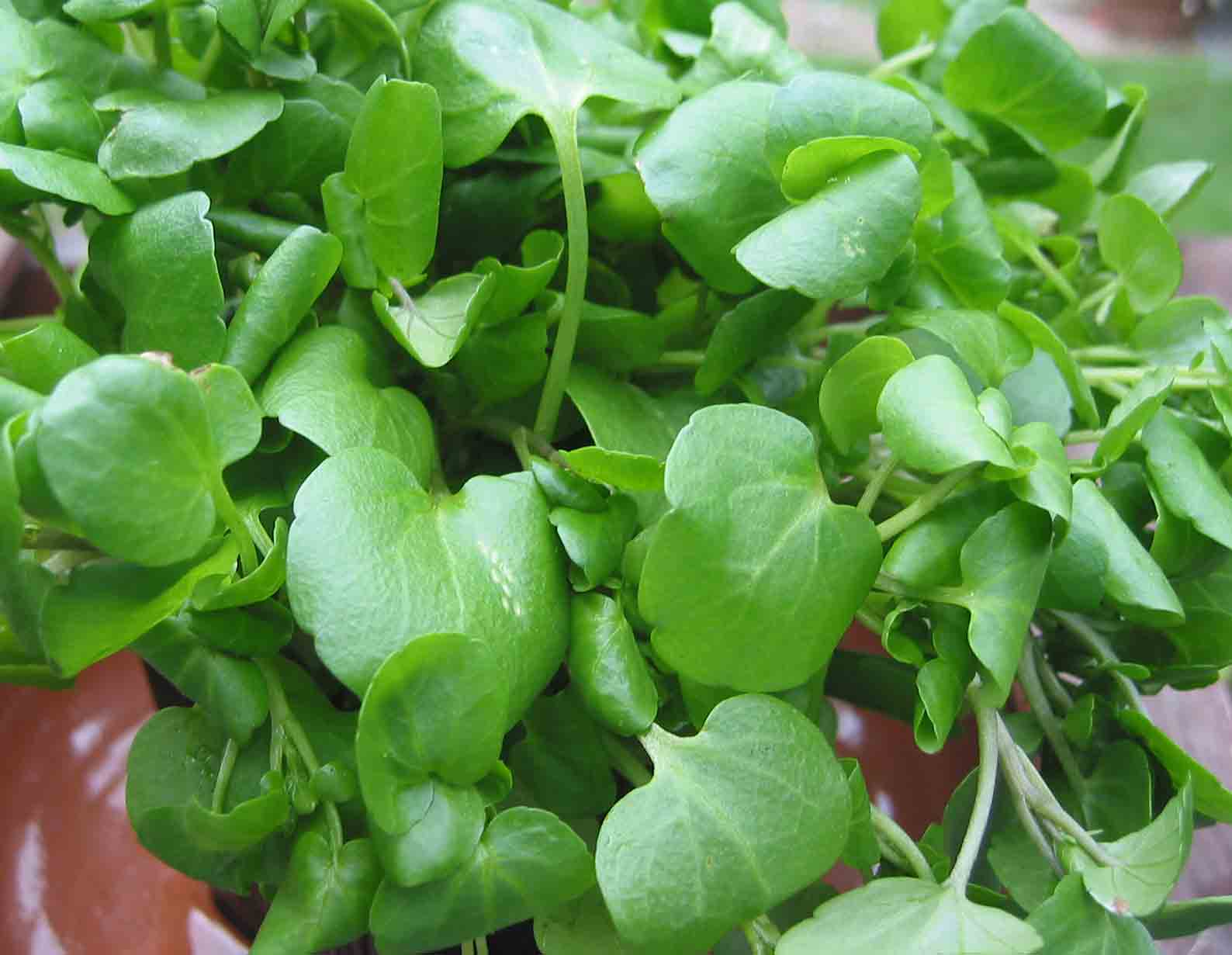 CDC named this the healthiest vegetable in the world - Culturemagazin®